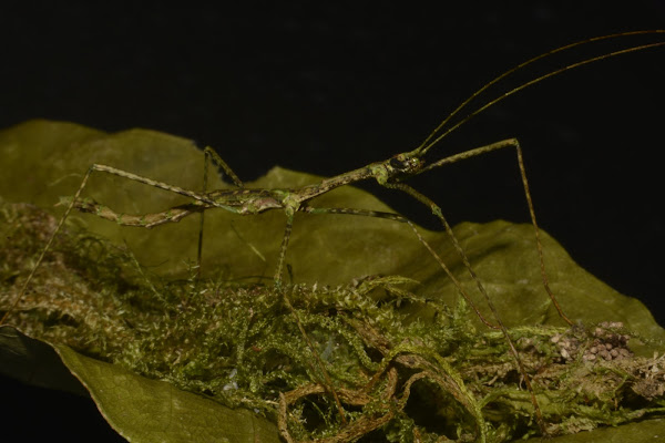 Stick Insect, Phasmid | Project Noah