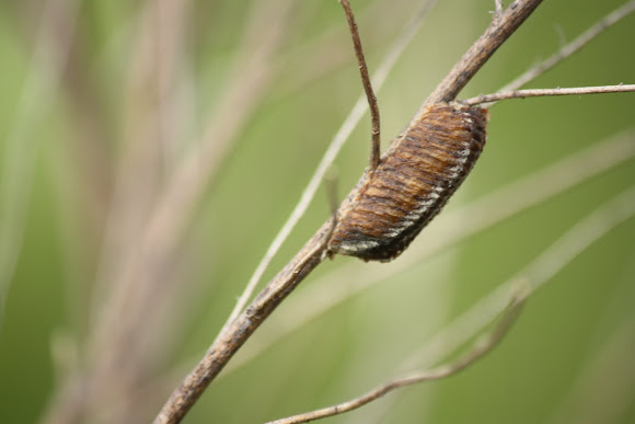Praying Mantis egg pod | Project Noah