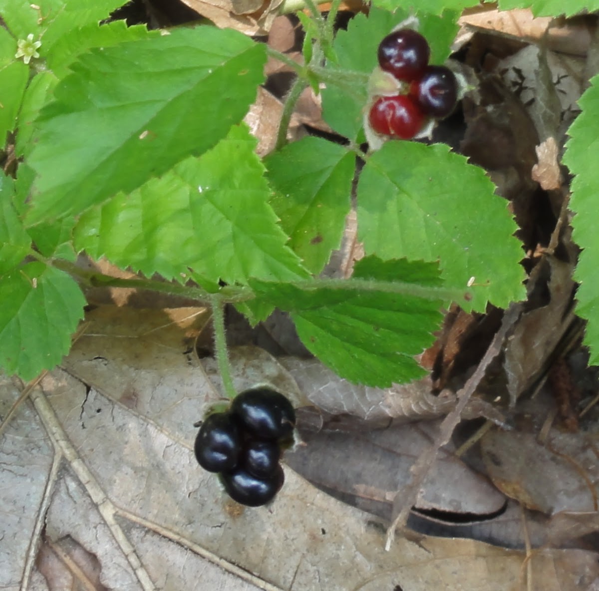 Common Dewberry | Project Noah