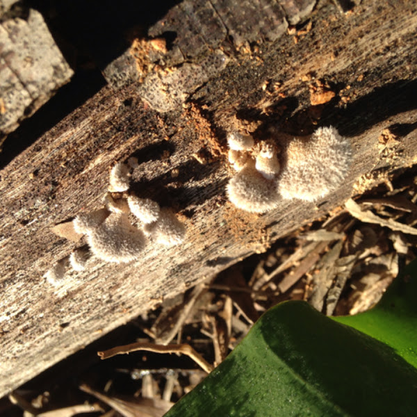 Split Gill | Project Noah