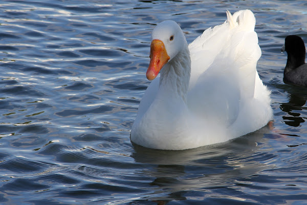 Graylag (Barnyard) Goose | Project Noah