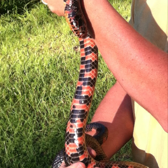 Mud snake | Project Noah