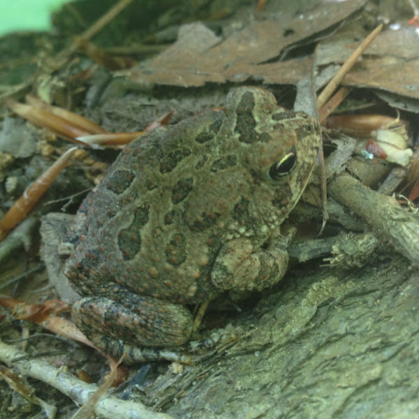 Fowler's Toad | Project Noah
