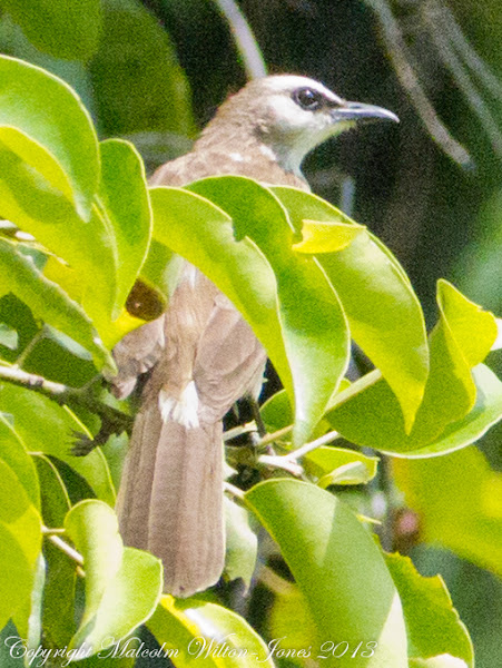 Yellow-vented Bulbul | Project Noah