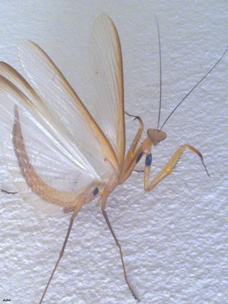 Mantis | Project Noah