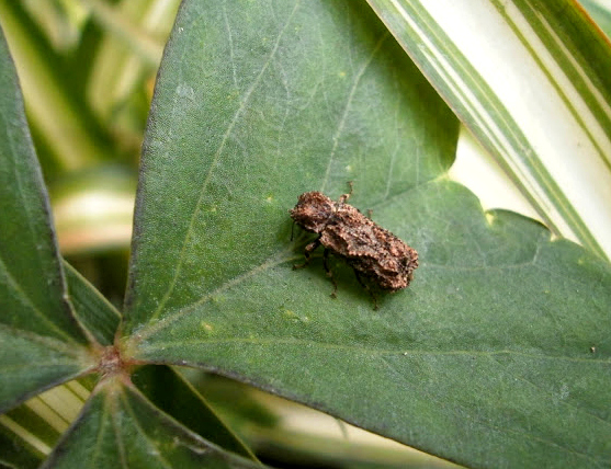 Auger Beetle. | Project Noah