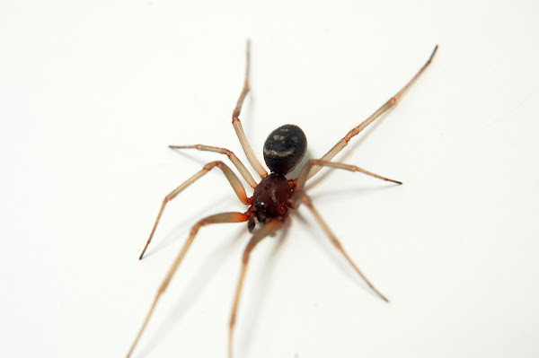 Steatoda sp. | Project Noah