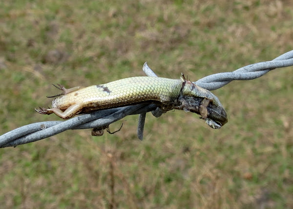 Loggerhead Shrike (Butcher Bird) & Prey | Project Noah