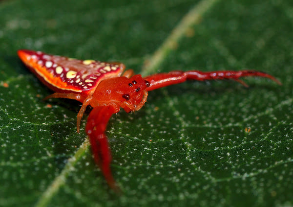 Triangular Spider | Project Noah