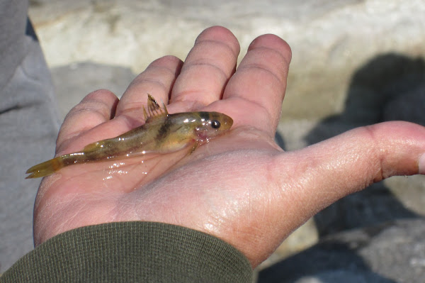 Batashio/Batashi Catfish | Project Noah
