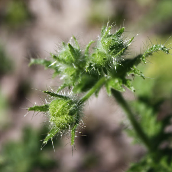 Ortiga Brava | Project Noah