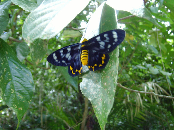 Four O'Clock Moth | Project Noah