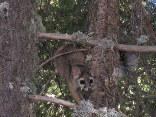 Ringtail cat | Project Noah