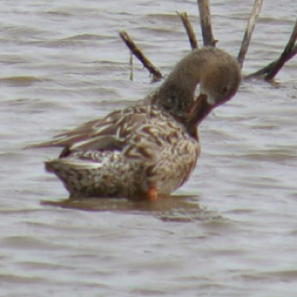 Northern Shoveler Female | Project Noah