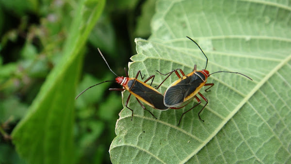 Chinche de algodón | Project Noah