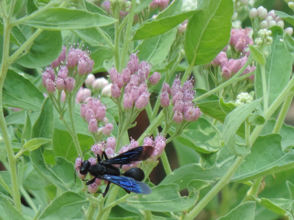Blue-Black Spider Wasp | Project Noah