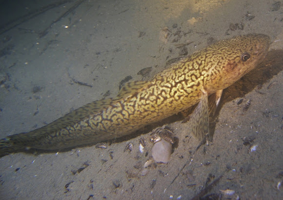 Burbot, Trüsche, Quappe | Project Noah