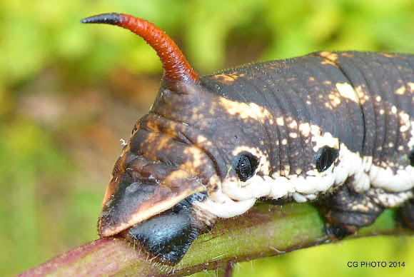 Convolvulus Hawk-Moth | Project Noah