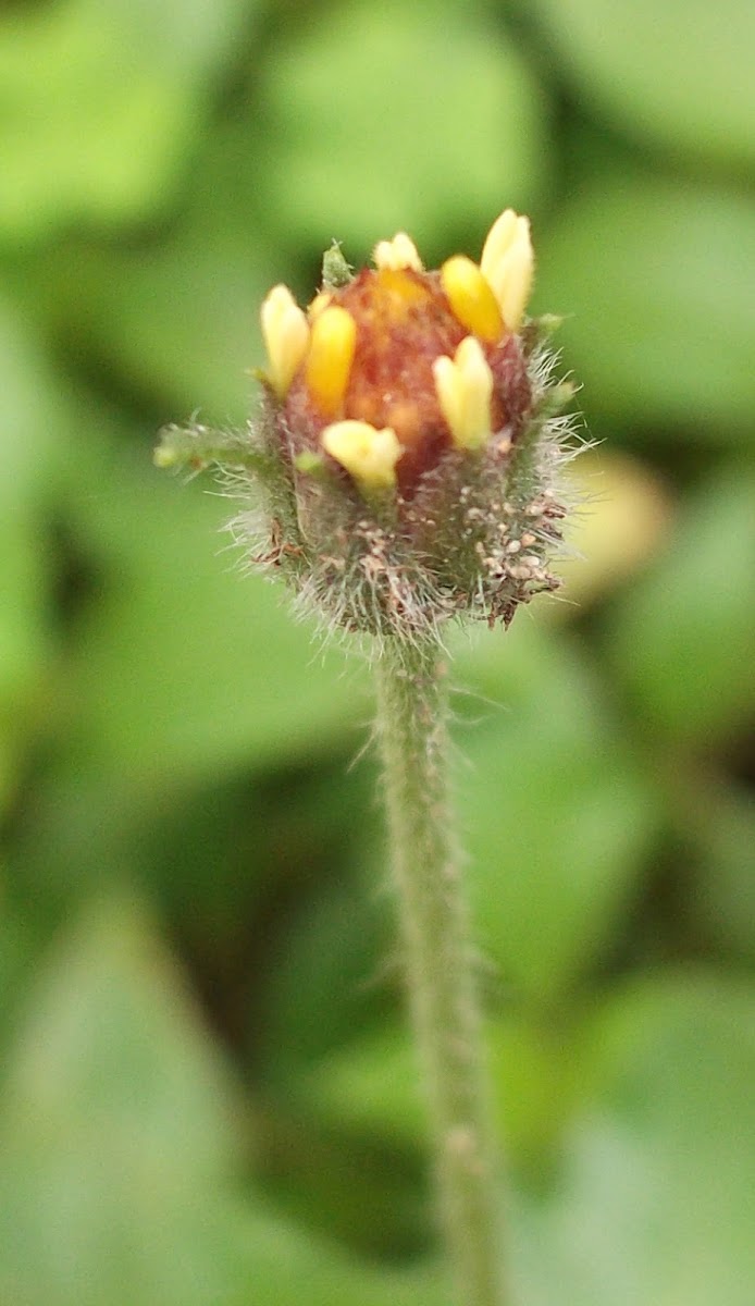 Bunga perdu (Tridax Daisy) | Project Noah