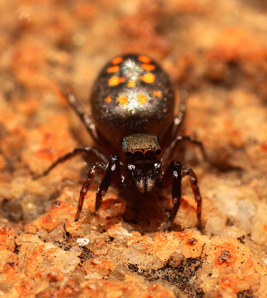 Jumping spider | Project Noah