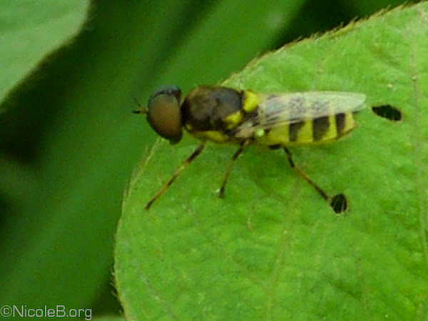 Spotting | Project Noah