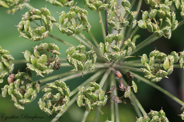 Cow Parsnip | Project Noah
