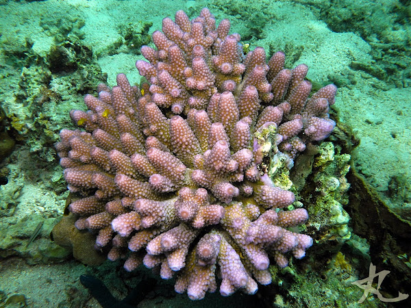Finger Coral | Project Noah