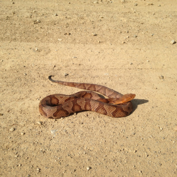 Northern copperhead | Project Noah