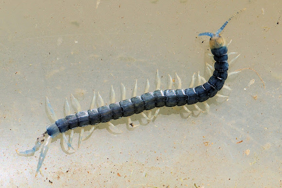 Orange Footed Centipede (Nymph) | Project Noah