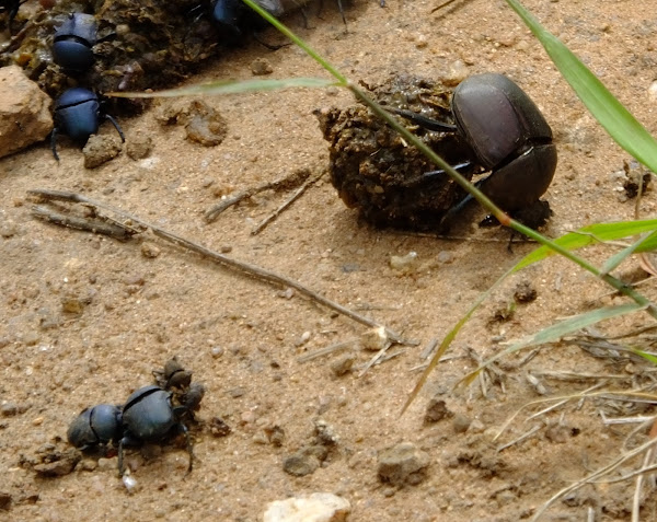 dung beetle | Project Noah