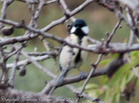 Great Tit; Carbonero Común | Project Noah