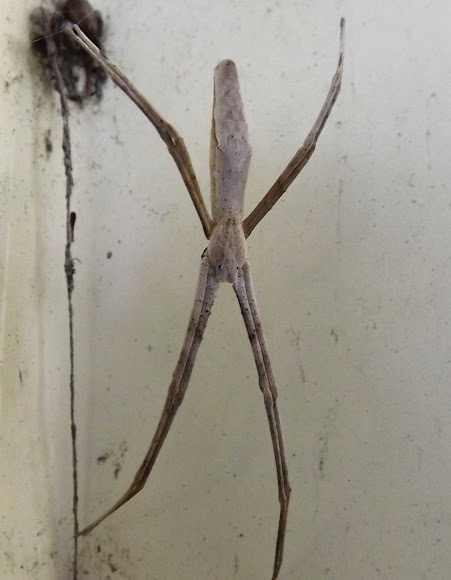 Ogre-faced Spider | Project Noah