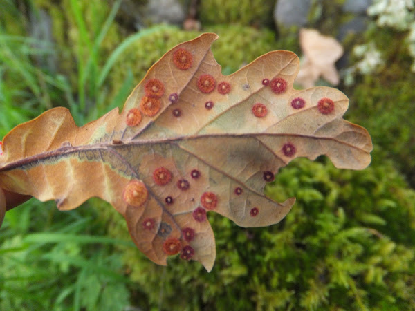 Common spangle galls on Oak leaf | Project Noah
