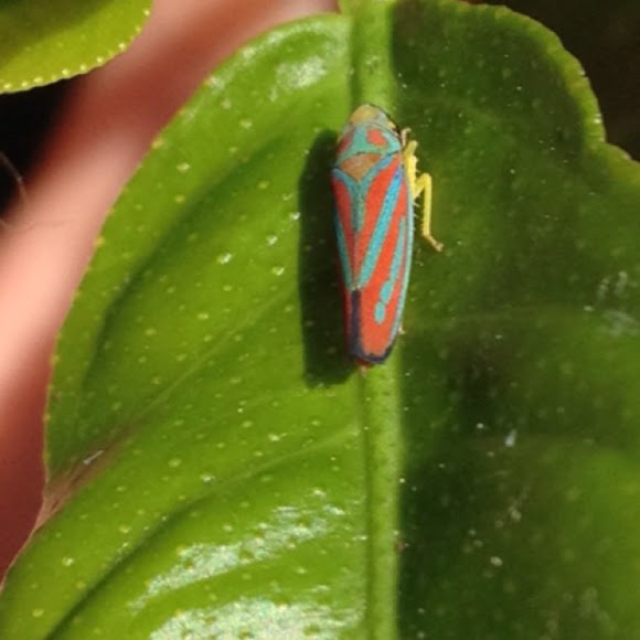Red-Banded Leafhopper | Project Noah