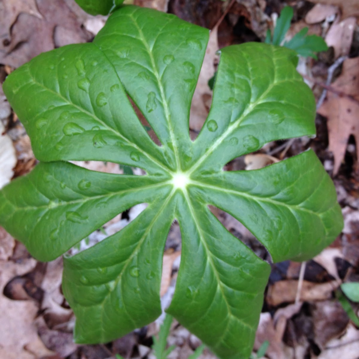 Mayapple | Project Noah