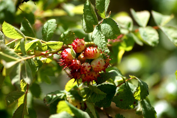 Prickly rose gall | Project Noah