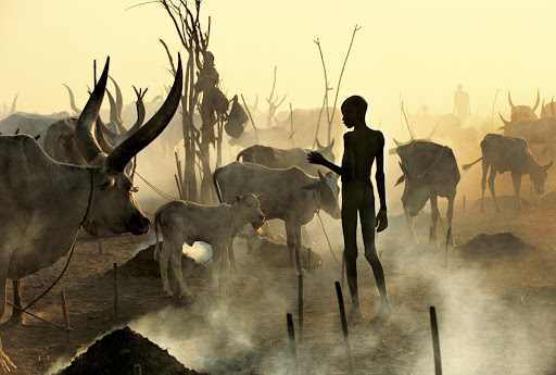 Dinka Boy Tending Cattle, South Sudan - Carol Beckwith & Angela Fisher ...