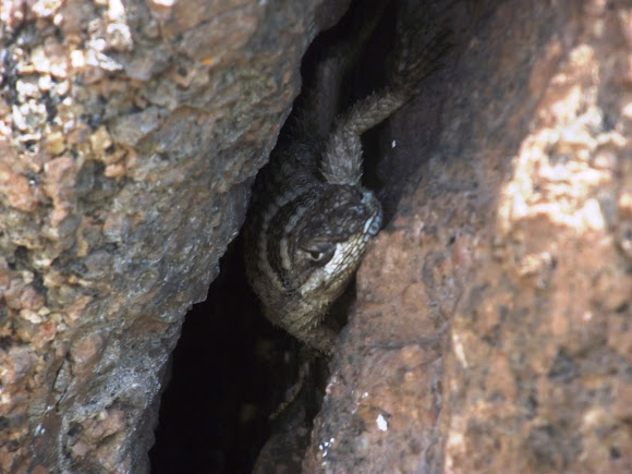 Crevice Spiny Lizard | Project Noah