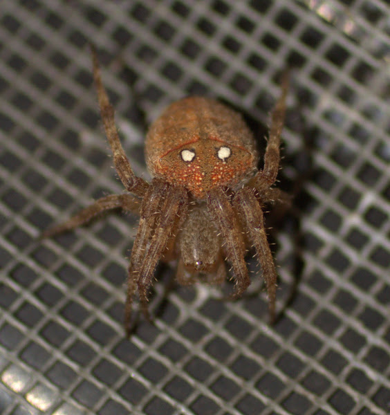 Spikey Field Spider | Project Noah