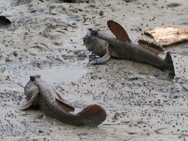 Giant Mudskipper | Project Noah