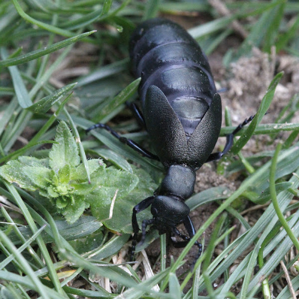 American Oil Beetle | Project Noah