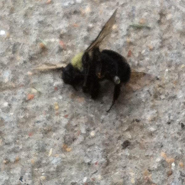 Honey bee | Project Noah