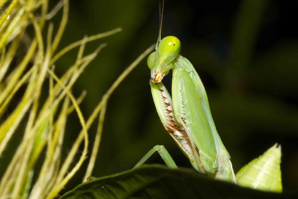 Giant Rainforest Mantis | Project Noah