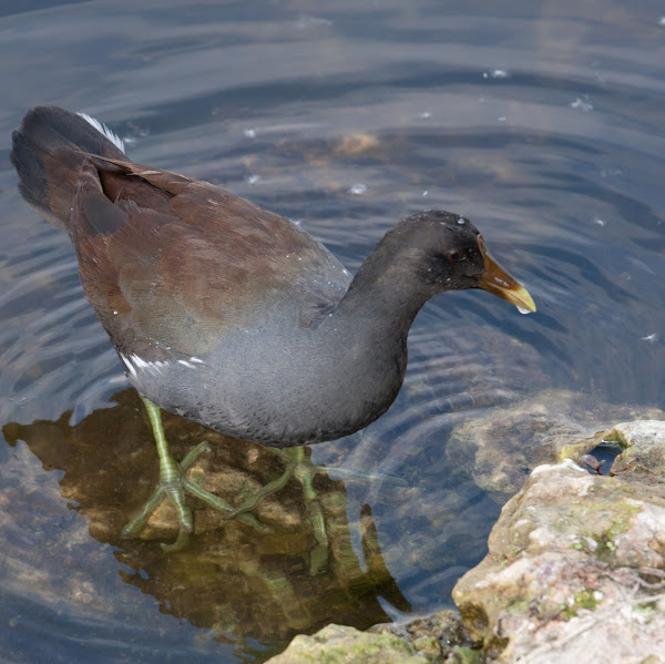 Common Gallinule | Project Noah