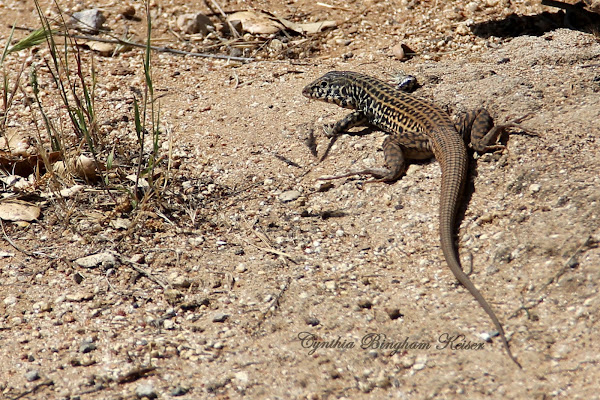 Coastal Whiptail | Project Noah