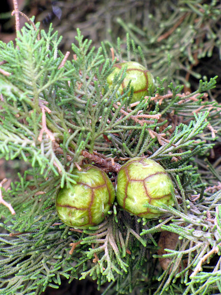 Mediterranean Cypress | Project Noah