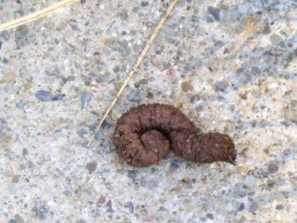 Turkey Droppings | Project Noah