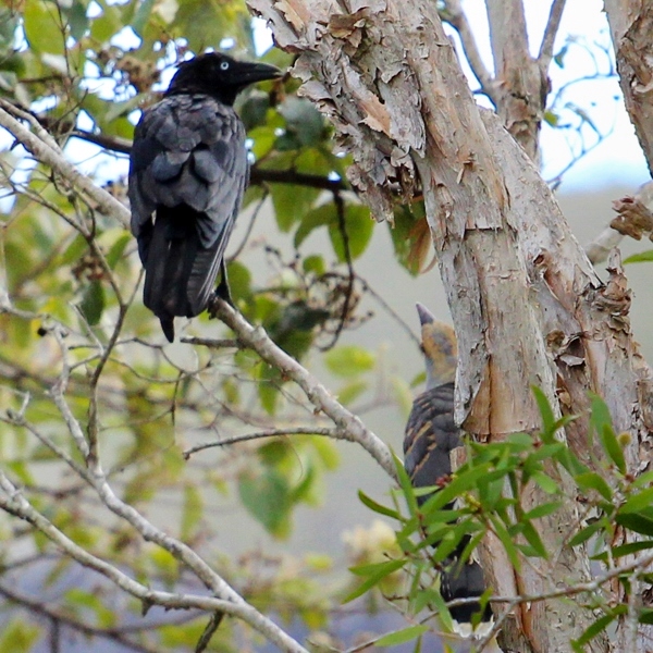 Channel-billed Cuckoo being fed by Raven | Project Noah