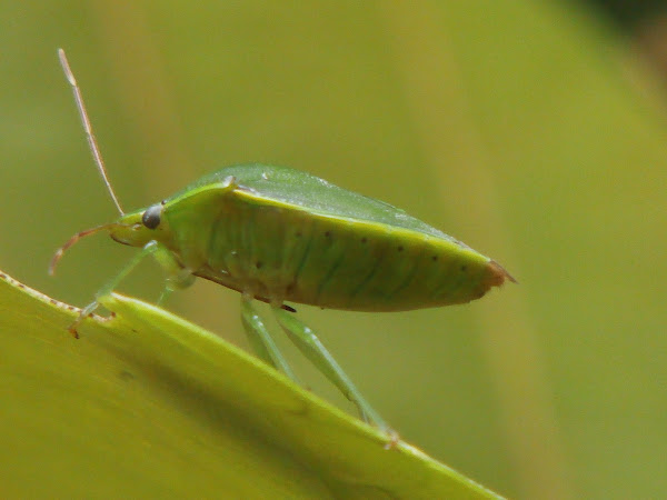 Green Shield Bug | Project Noah