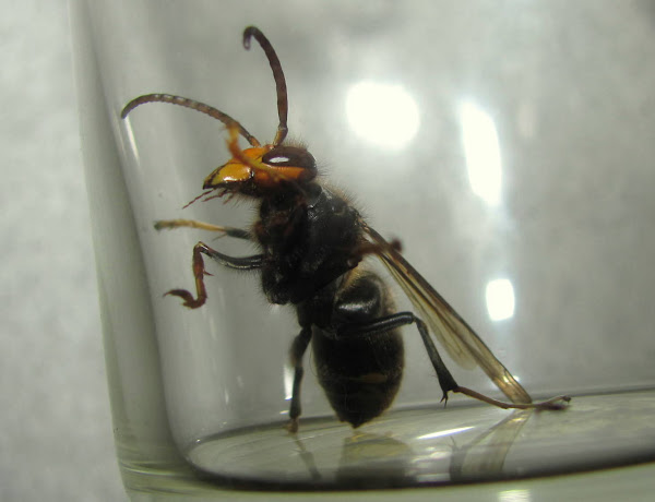 Yellow-legged Asian Hornet | Project Noah